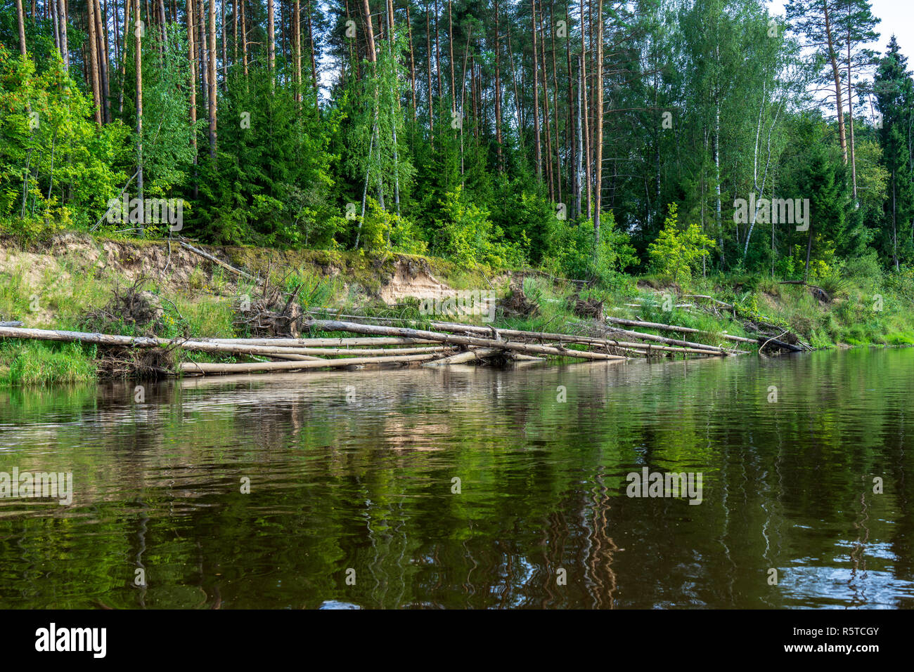 water stream in river of Amata in Latvia with sandstone cliffs, green ...