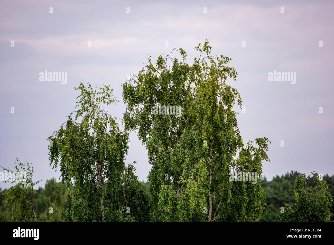 single isolated large big tree in nature environment with huge trunk ...