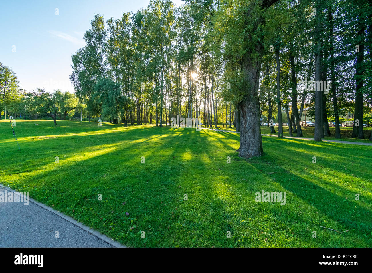 single isolated large big tree in nature environment with huge trunk ...
