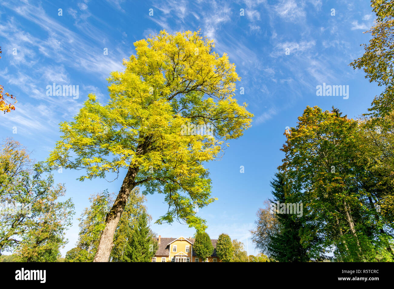 single isolated large big tree in nature environment with huge trunk ...