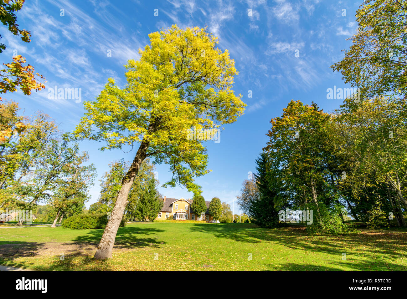 single isolated large big tree in nature environment with huge trunk ...