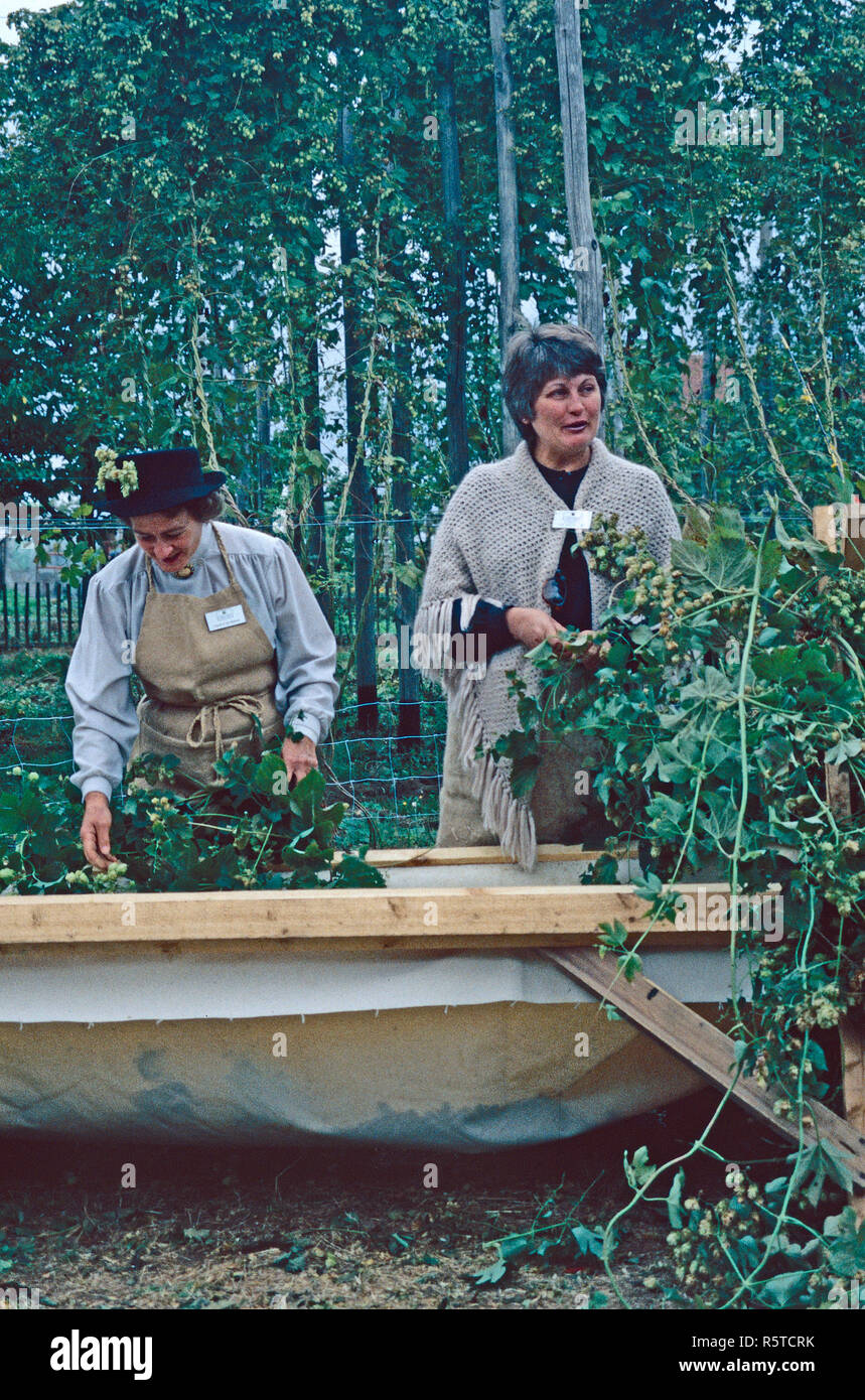 Hop picking kent hi-res stock photography and images - Alamy