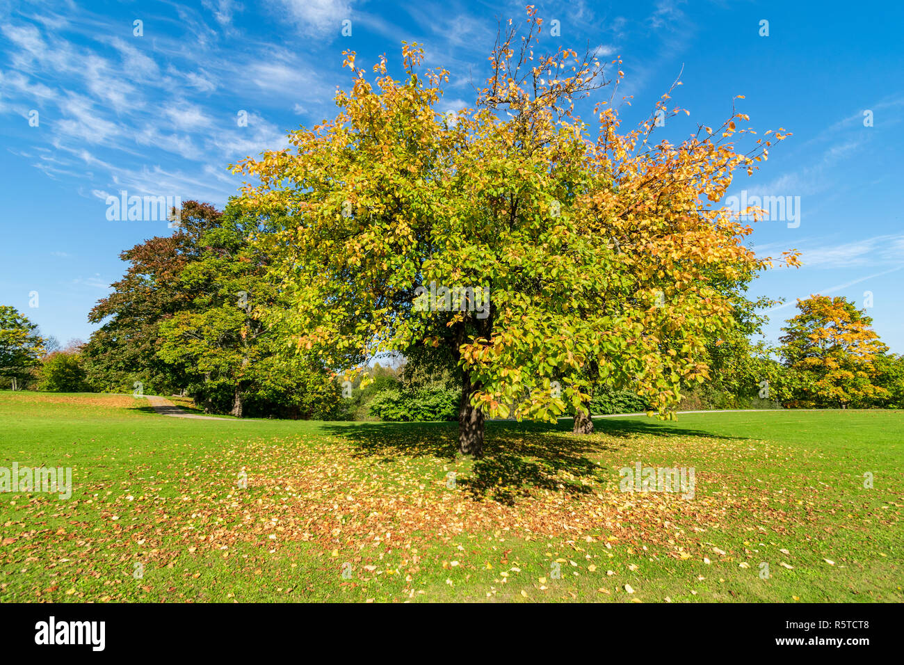 single isolated large big tree in nature environment with huge trunk ...