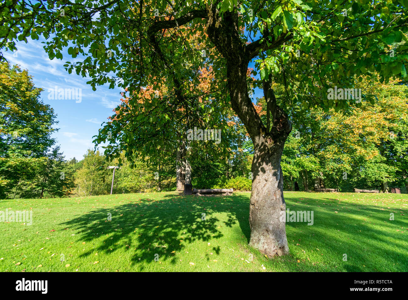 single isolated large big tree in nature environment with huge trunk ...