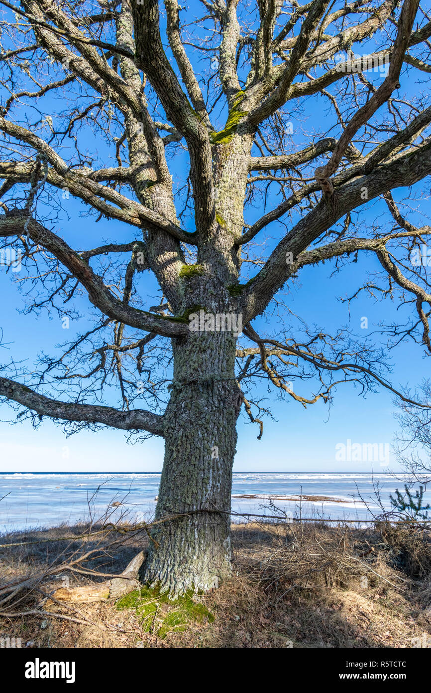 single isolated large big tree in nature environment with huge trunk ...