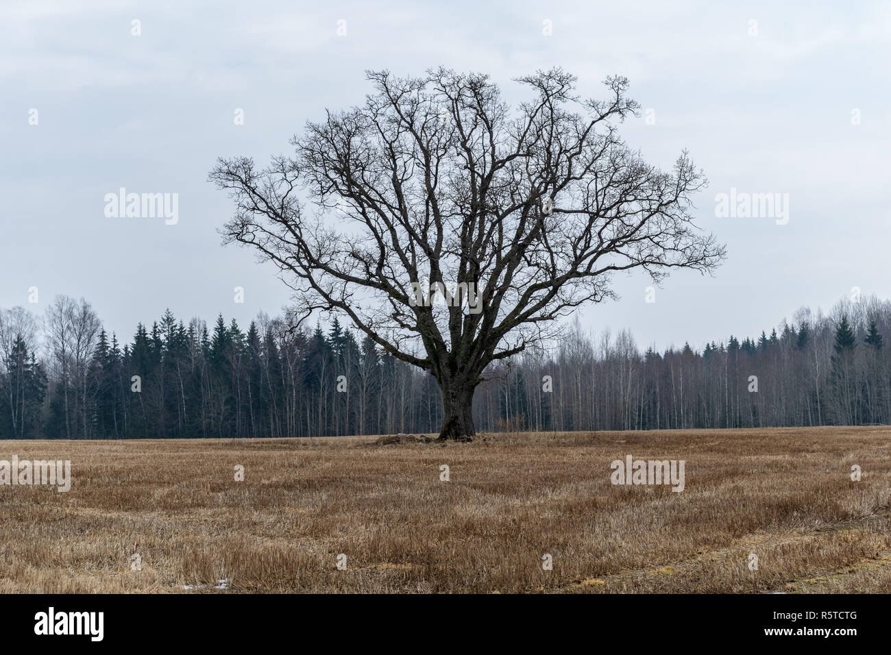 single isolated large big tree in nature environment with huge trunk ...