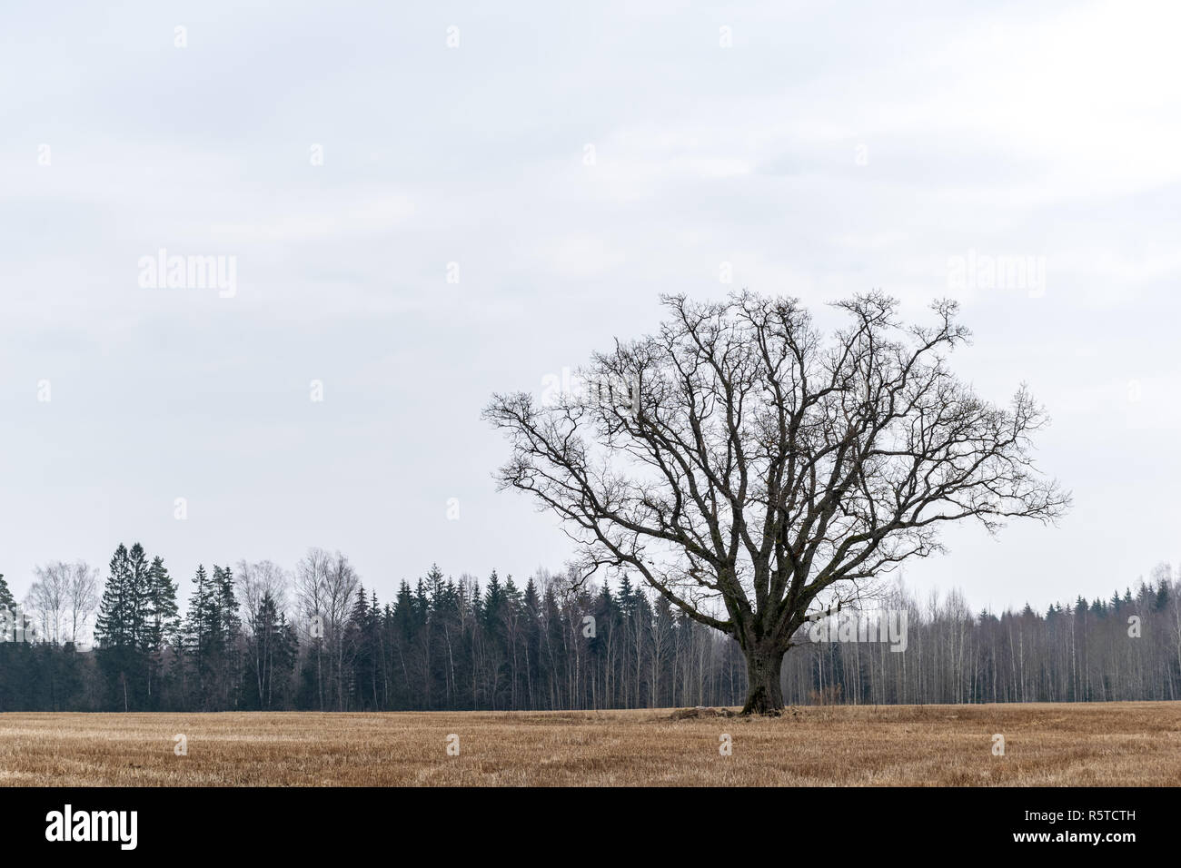 single isolated large big tree in nature environment with huge trunk ...