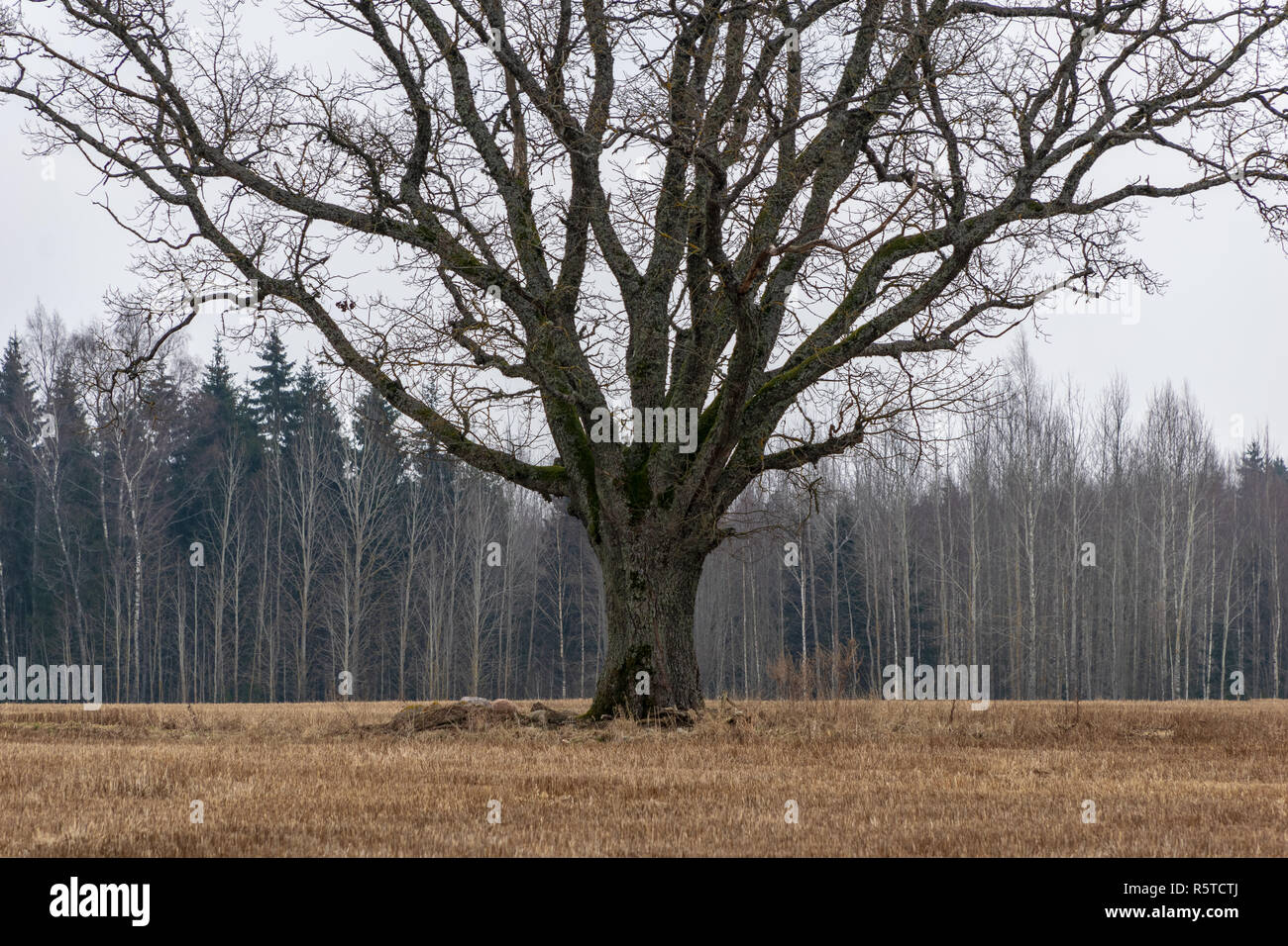 single isolated large big tree in nature environment with huge trunk ...