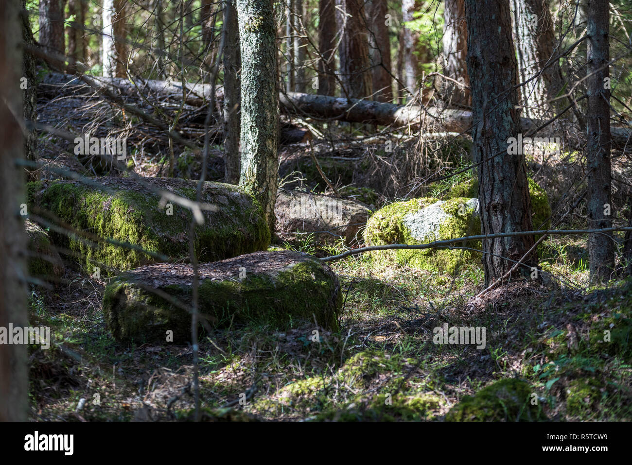 large granite rock single in nature environment isolated from other ...