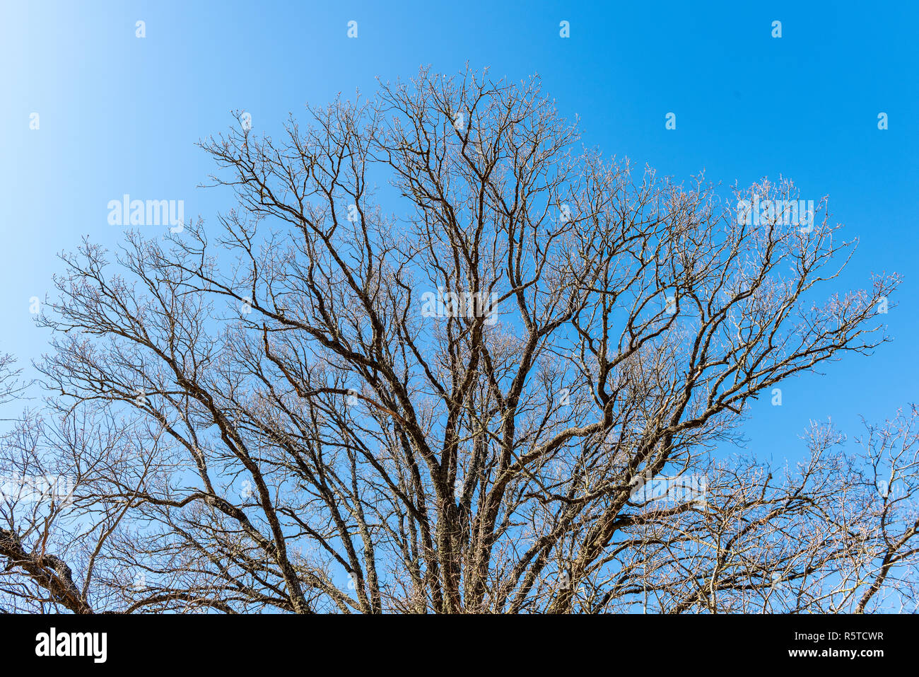 single isolated large big tree in nature environment with huge trunk ...