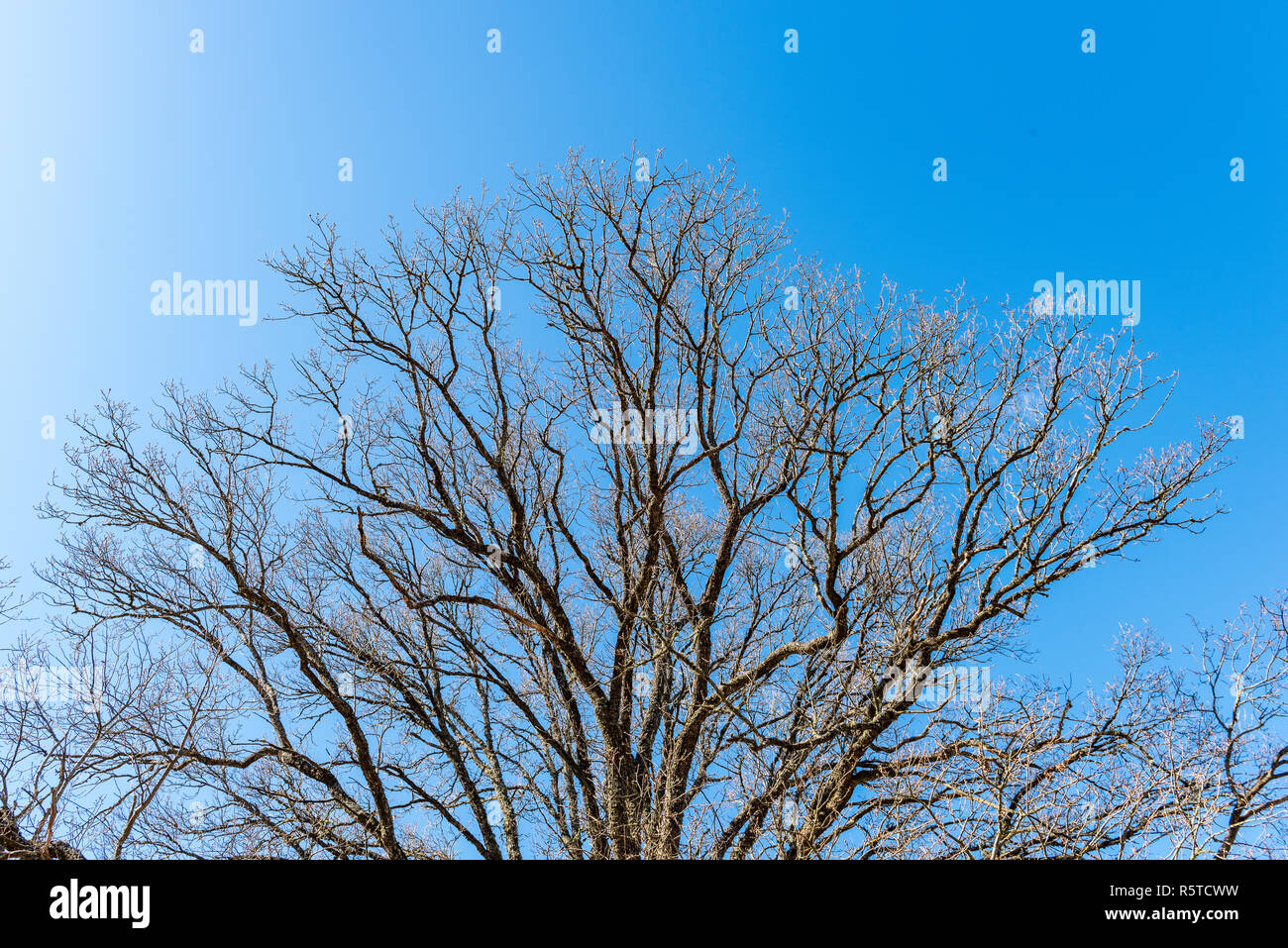 single isolated large big tree in nature environment with huge trunk ...