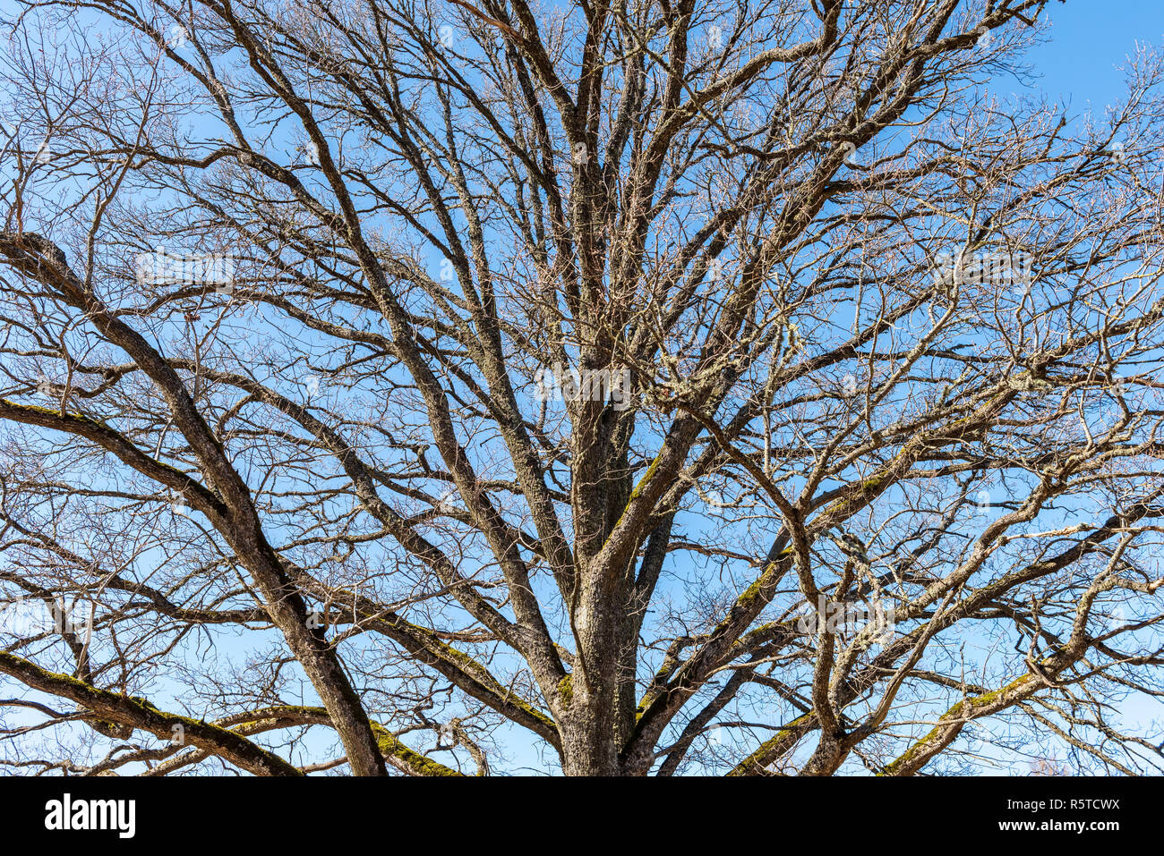 single isolated large big tree in nature environment with huge trunk ...