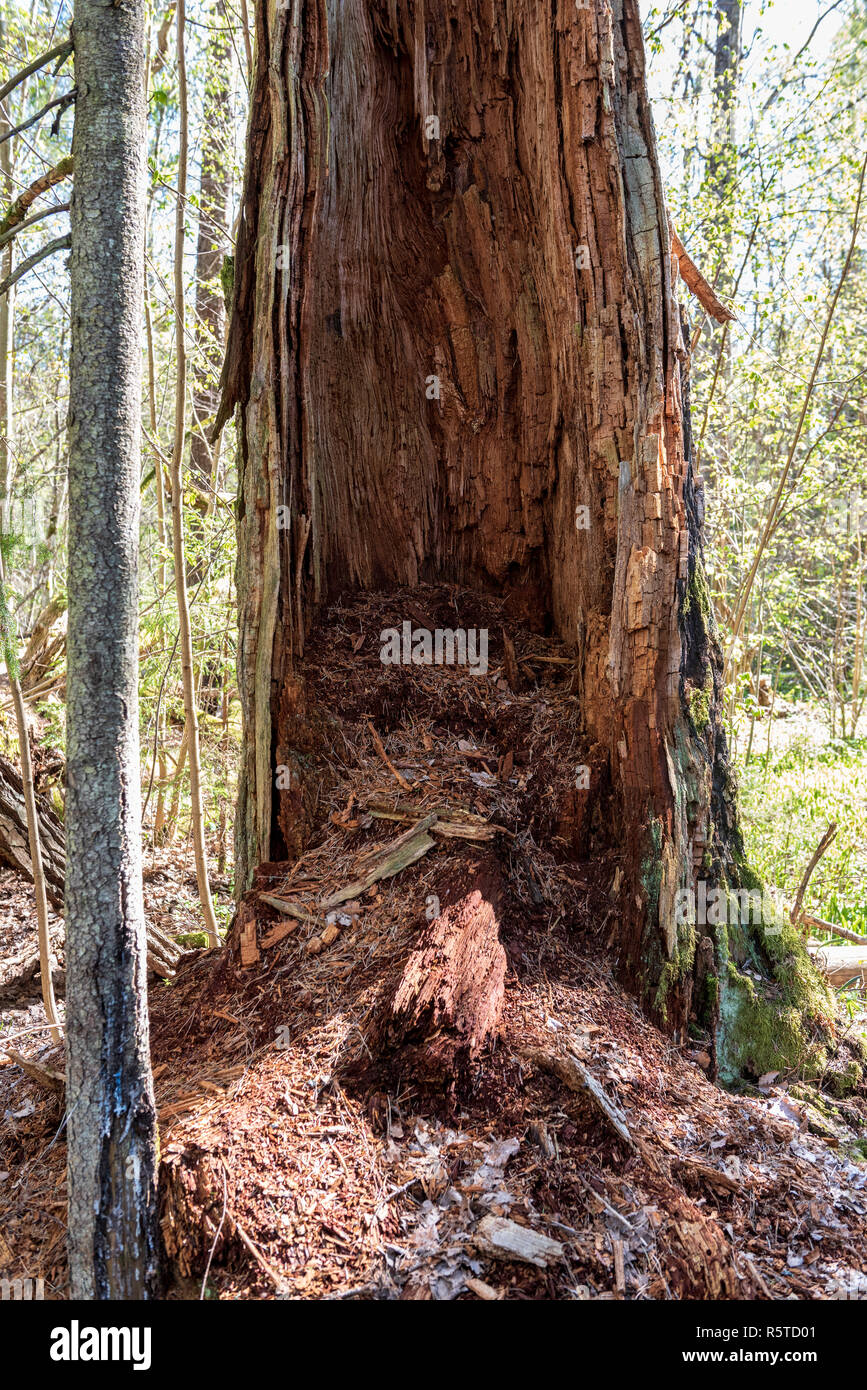 single isolated large big tree in nature environment with huge trunk ...