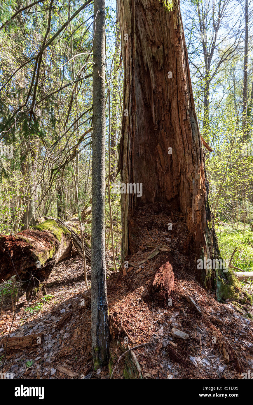single isolated large big tree in nature environment with huge trunk ...