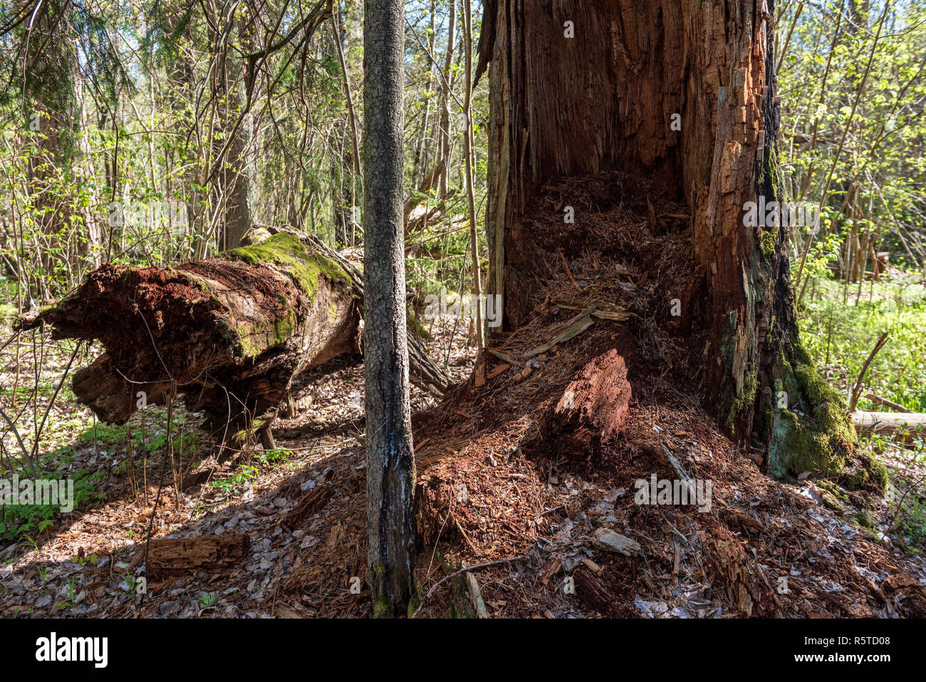 single isolated large big tree in nature environment with huge trunk ...