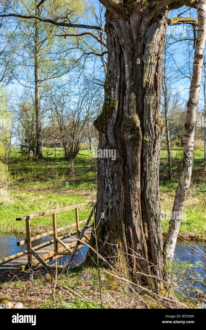 single isolated large big tree in nature environment with huge trunk ...