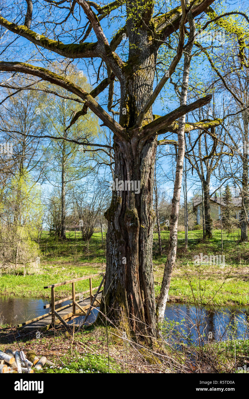 single isolated large big tree in nature environment with huge trunk ...