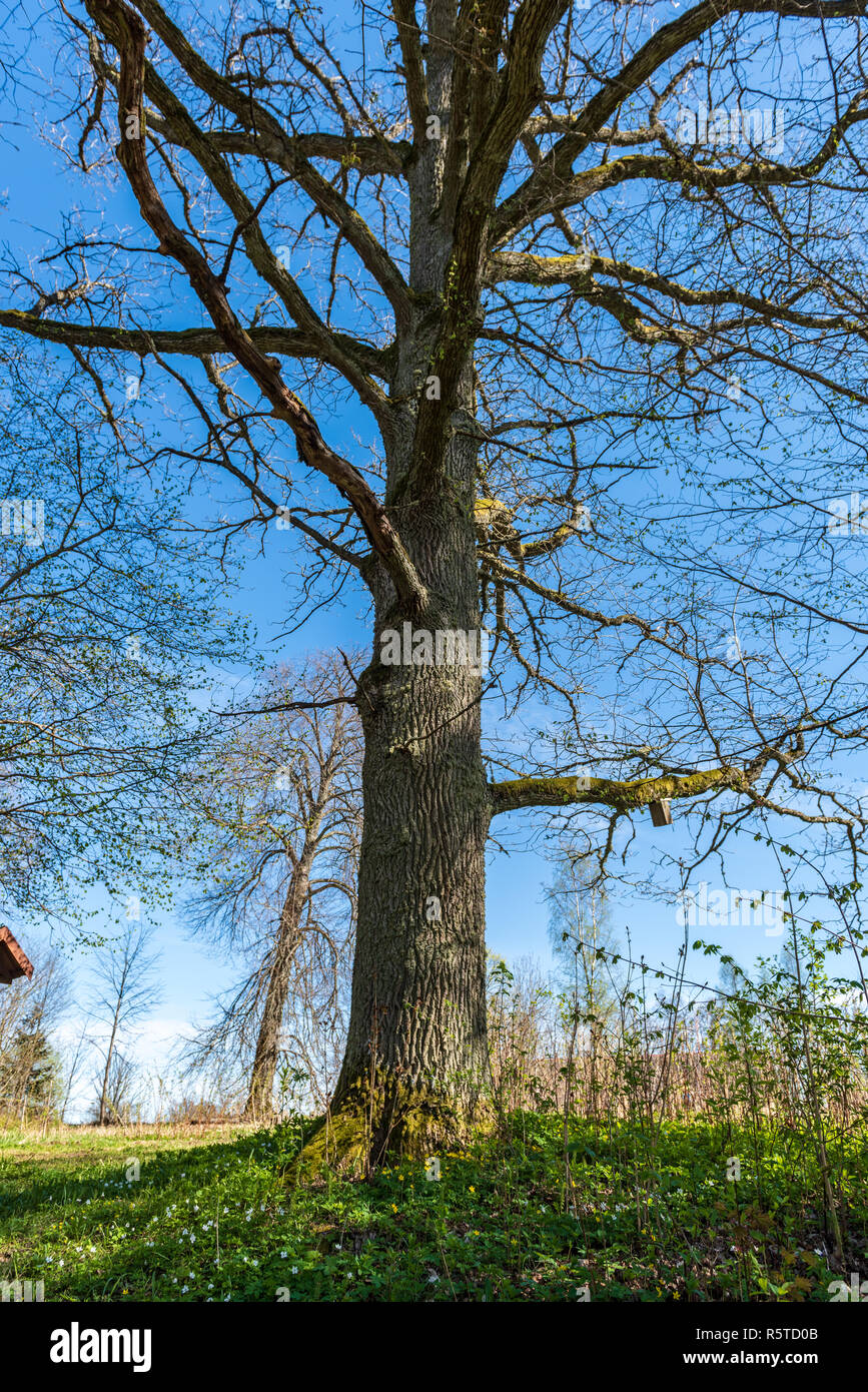 single isolated large big tree in nature environment with huge trunk ...