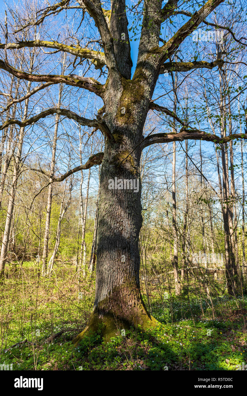 single isolated large big tree in nature environment with huge trunk ...