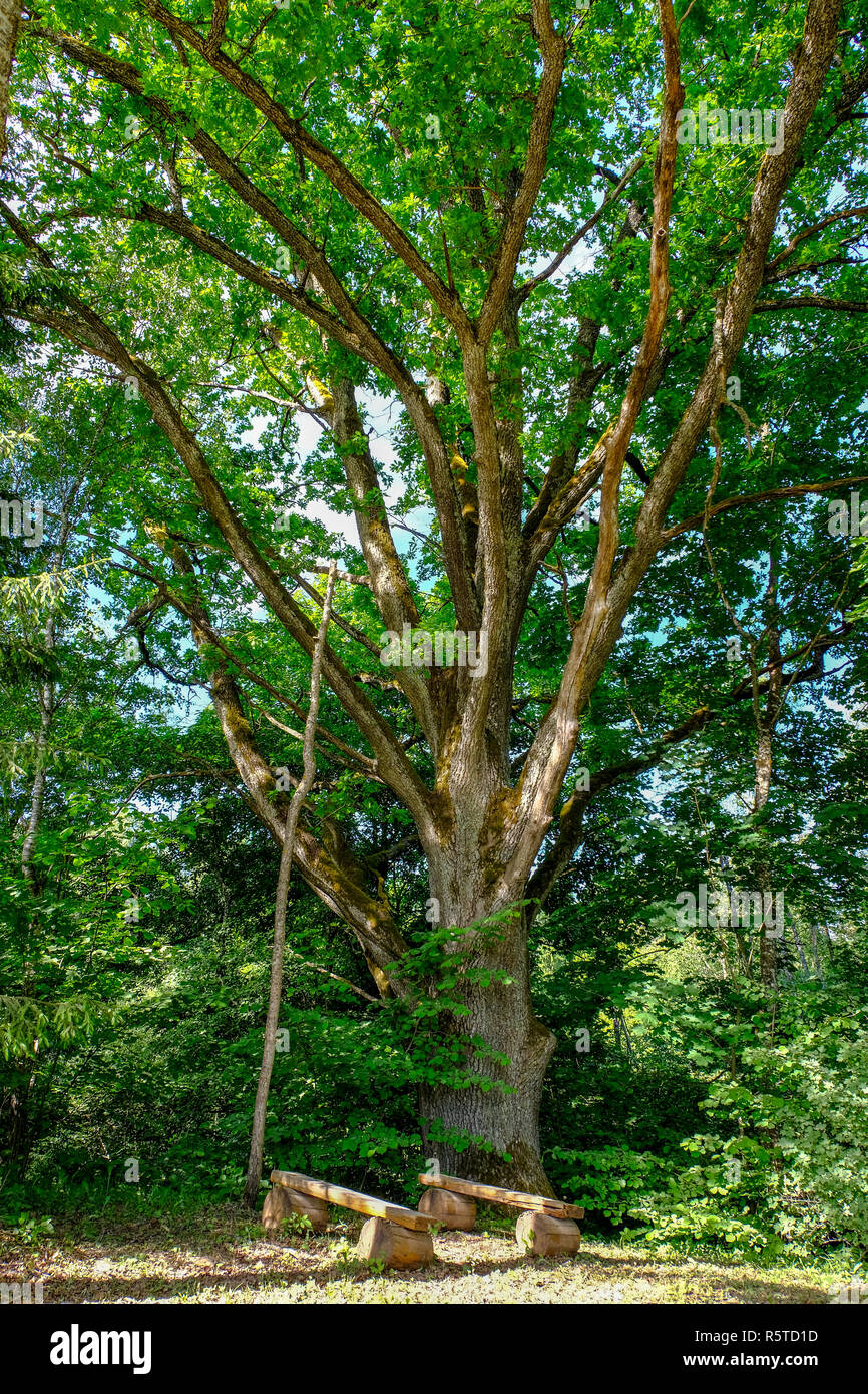 single isolated large big tree in nature environment with huge trunk ...