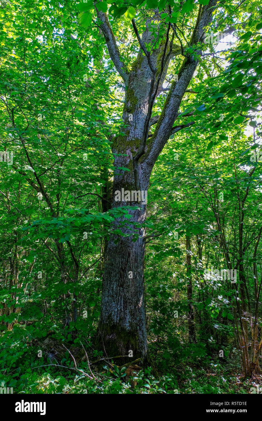 single isolated large big tree in nature environment with huge trunk ...