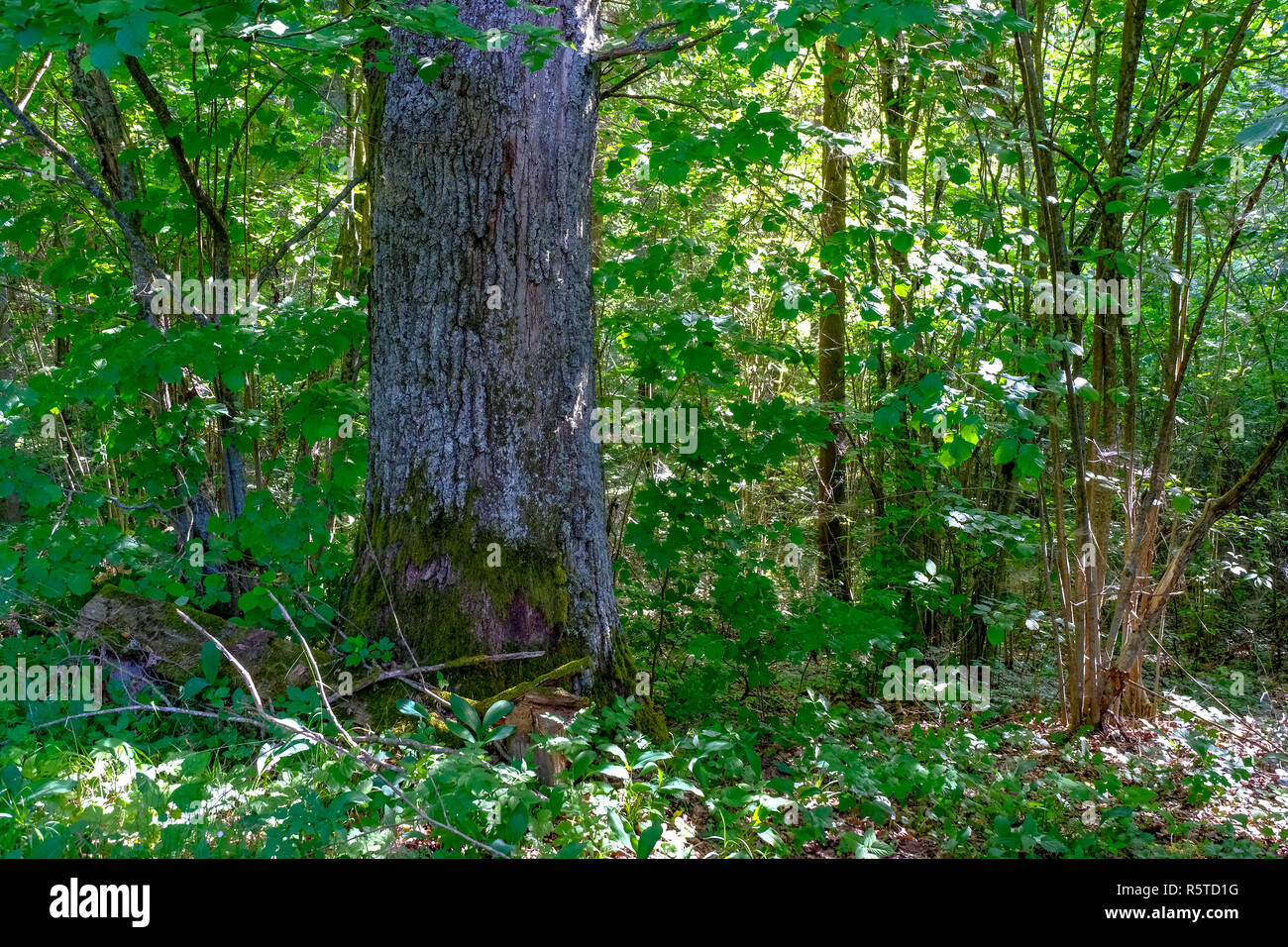 single isolated large big tree in nature environment with huge trunk ...