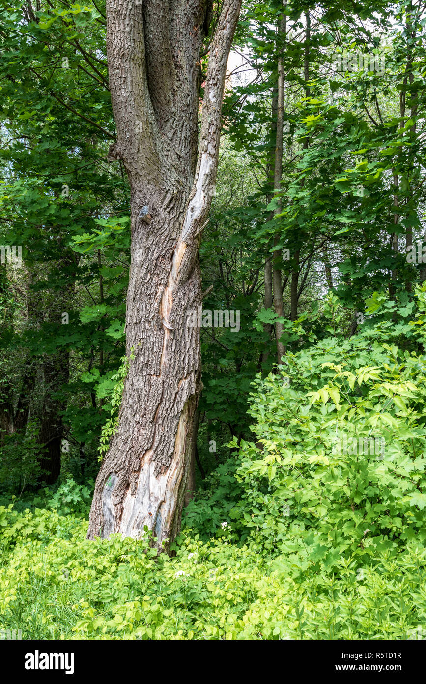 single isolated large big tree in nature environment with huge trunk ...