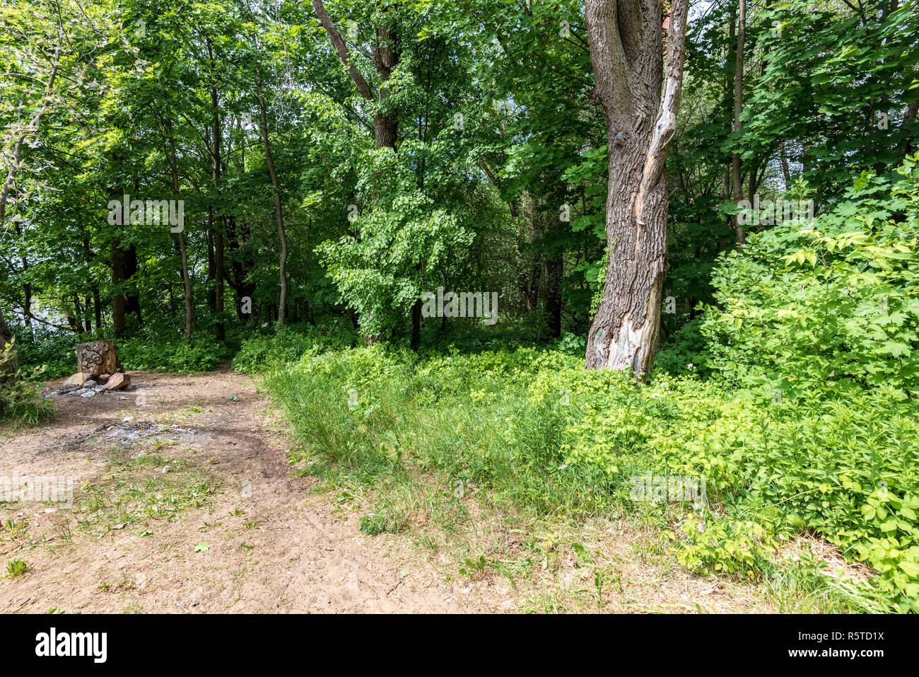 single isolated large big tree in nature environment with huge trunk ...
