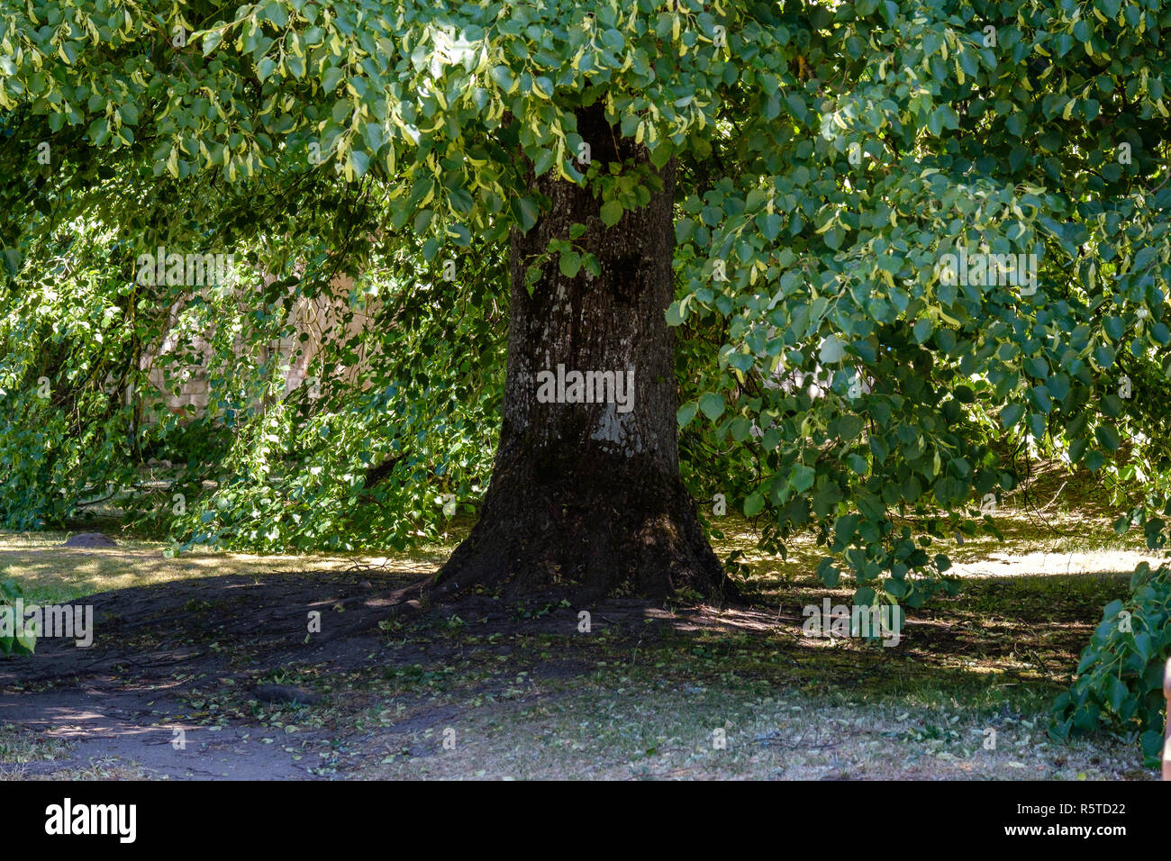 single isolated large big tree in nature environment with huge trunk ...