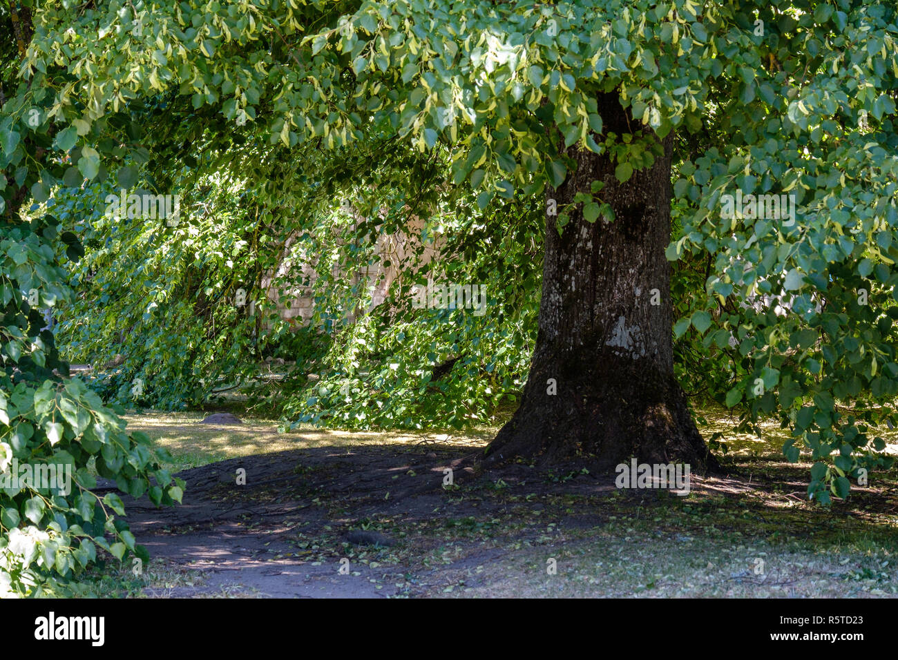 single isolated large big tree in nature environment with huge trunk ...