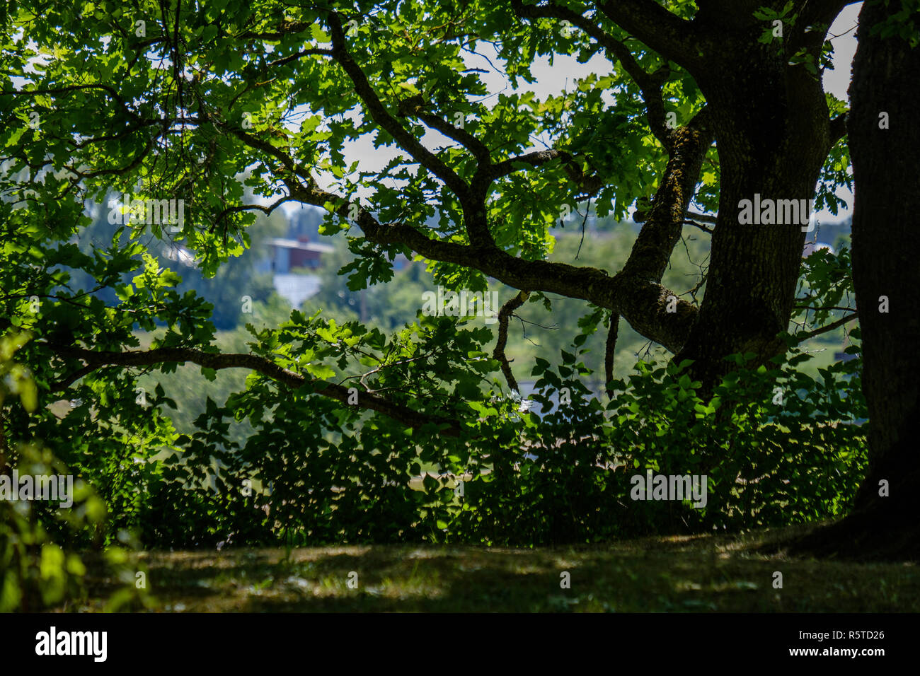 single isolated large big tree in nature environment with huge trunk ...