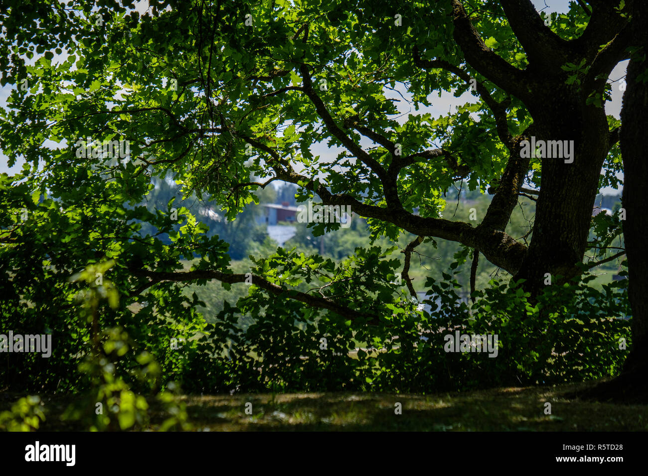 single isolated large big tree in nature environment with huge trunk ...