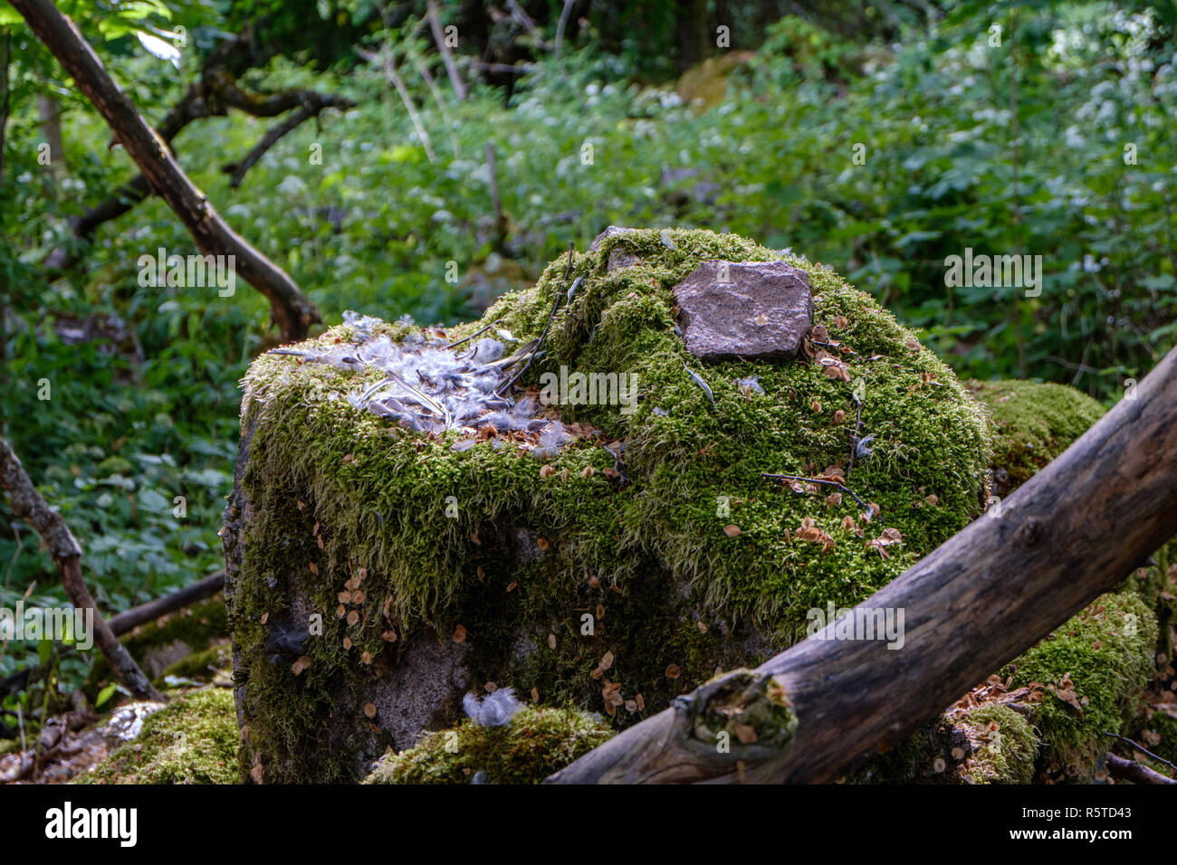 large granite rock single in nature environment isolated from other ...