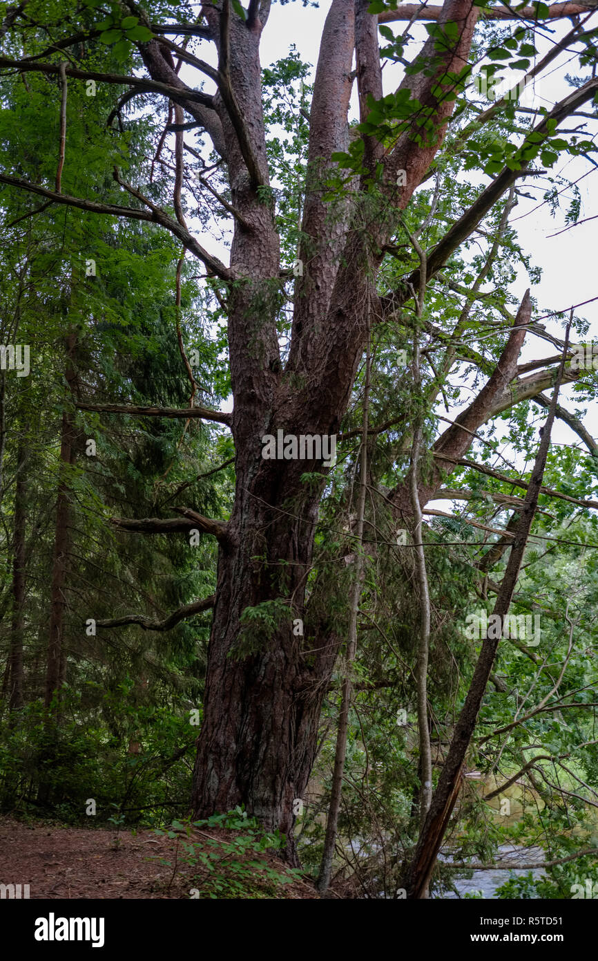 forest details with tree trunks and green foliage in summer. texture ...