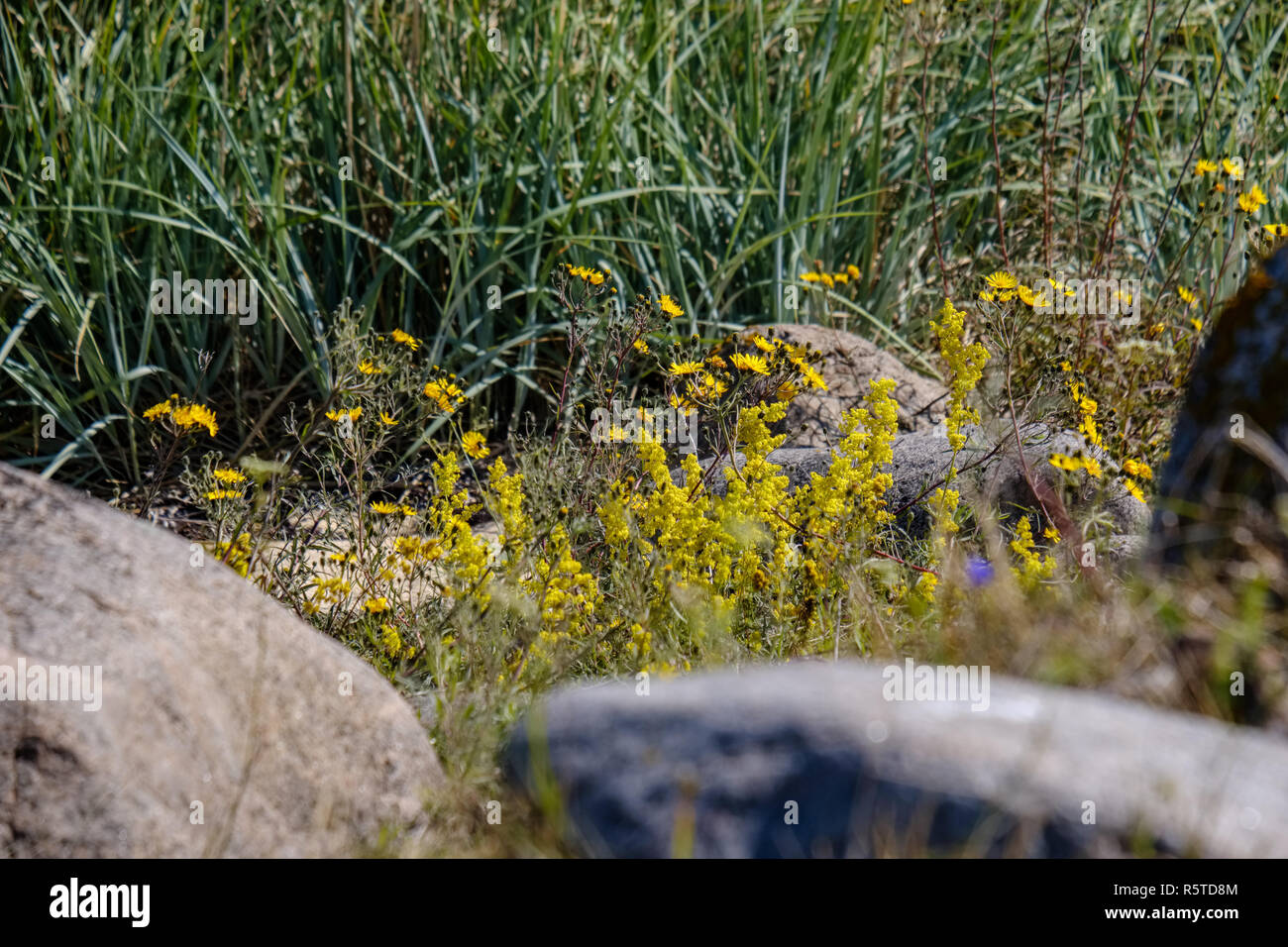 large granite rock single in nature environment isolated from other ...