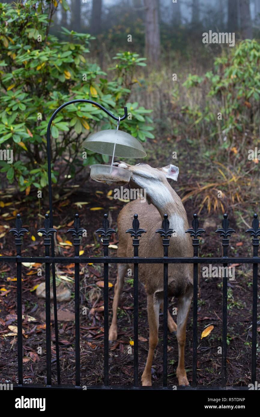 Deer feeder hi-res stock photography and images - Alamy