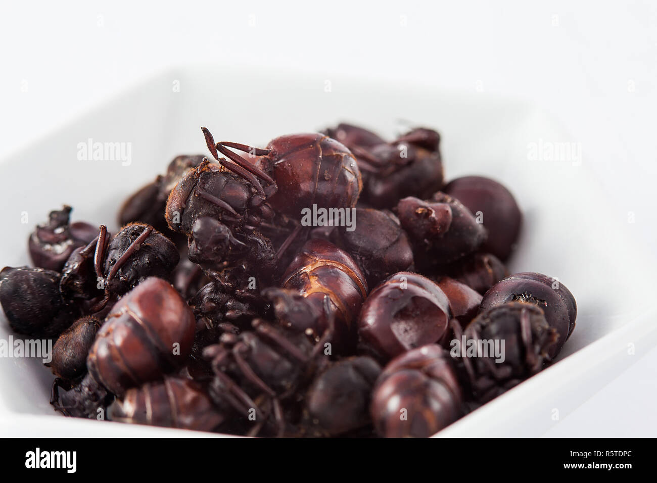 Colombia insect hi-res stock photography and images - Alamy