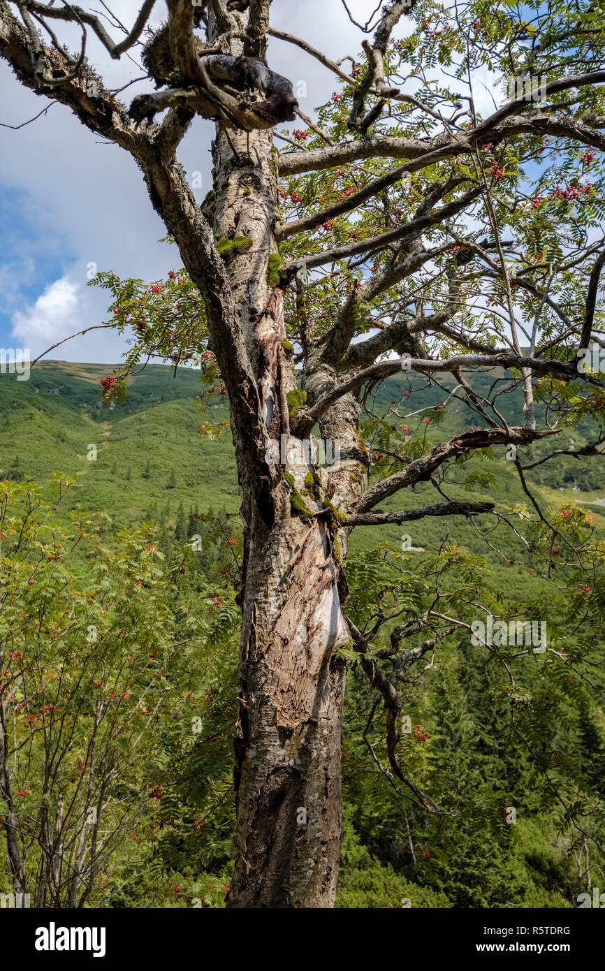 single isolated large big tree in nature environment with huge trunk ...