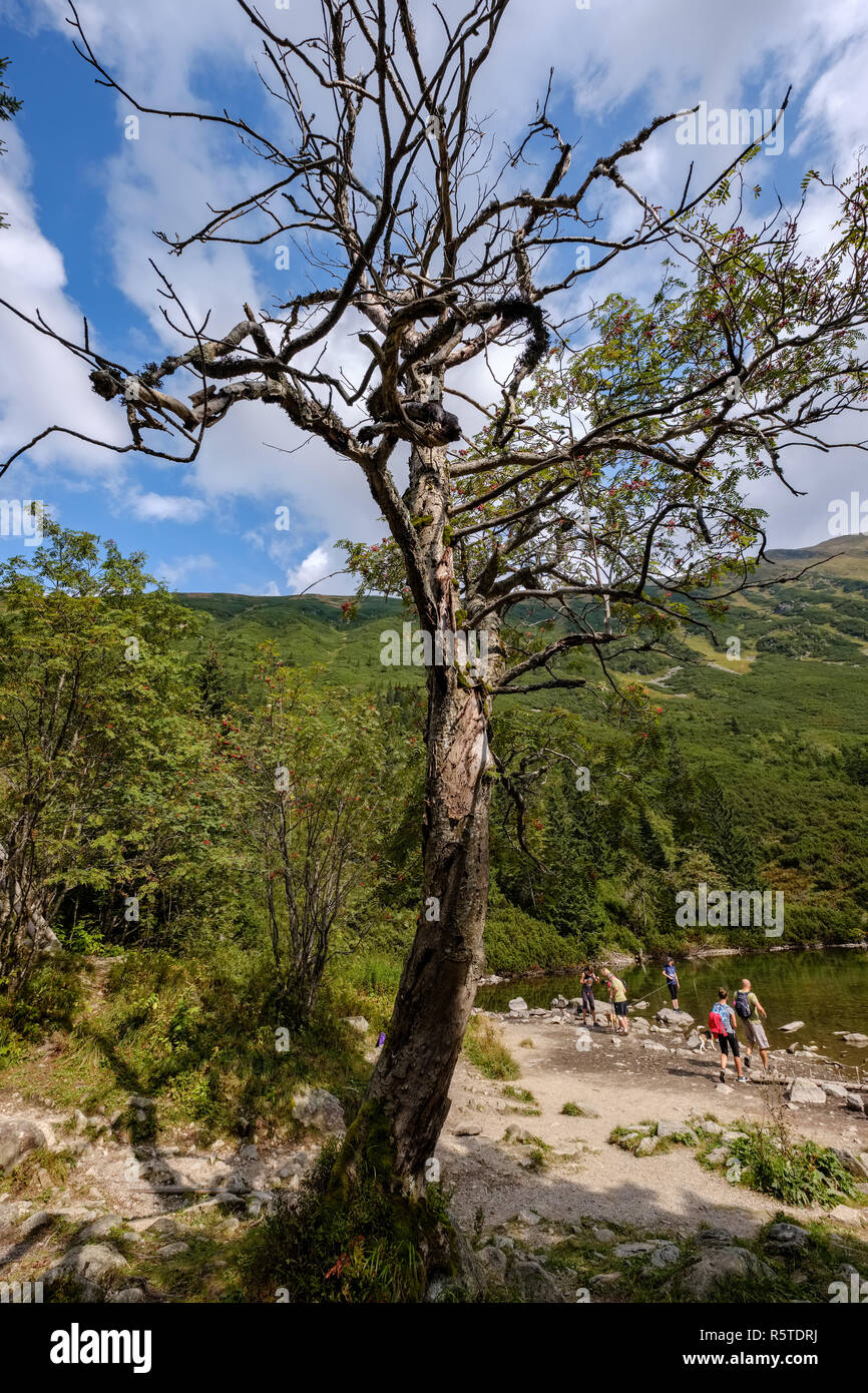 single isolated large big tree in nature environment with huge trunk ...