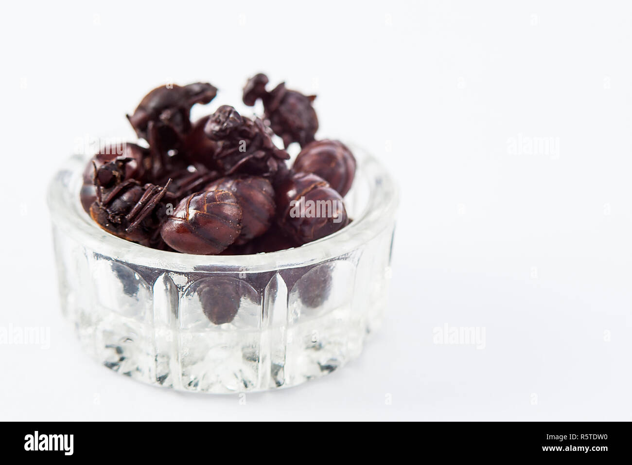 Edible ant traditional from Santander region of Colombia called Hormiga ...