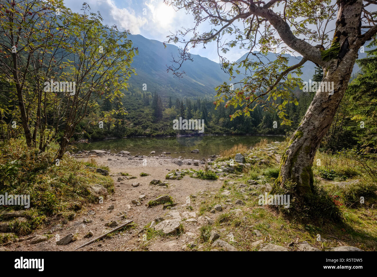 single isolated large big tree in nature environment with huge trunk ...