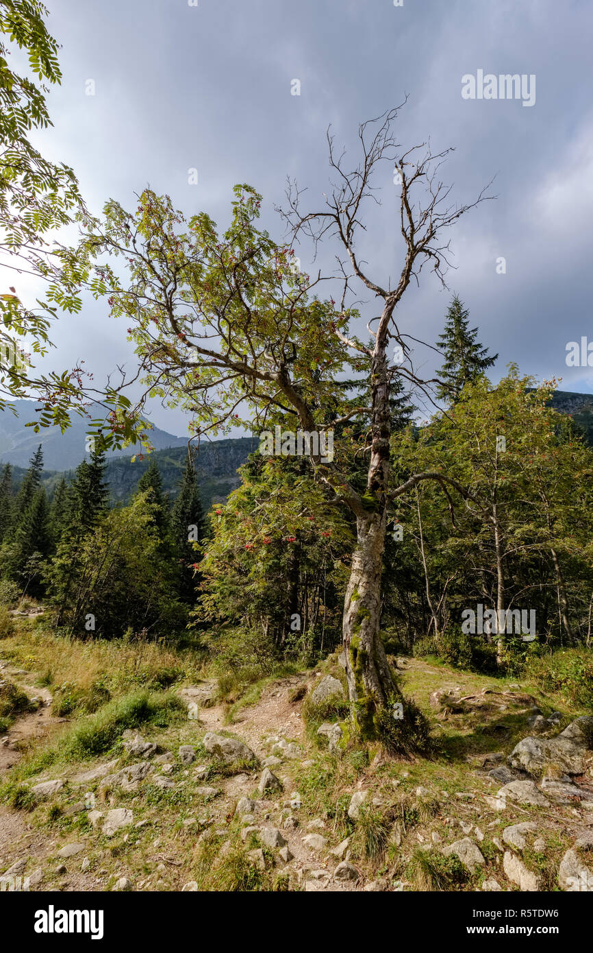 single isolated large big tree in nature environment with huge trunk ...