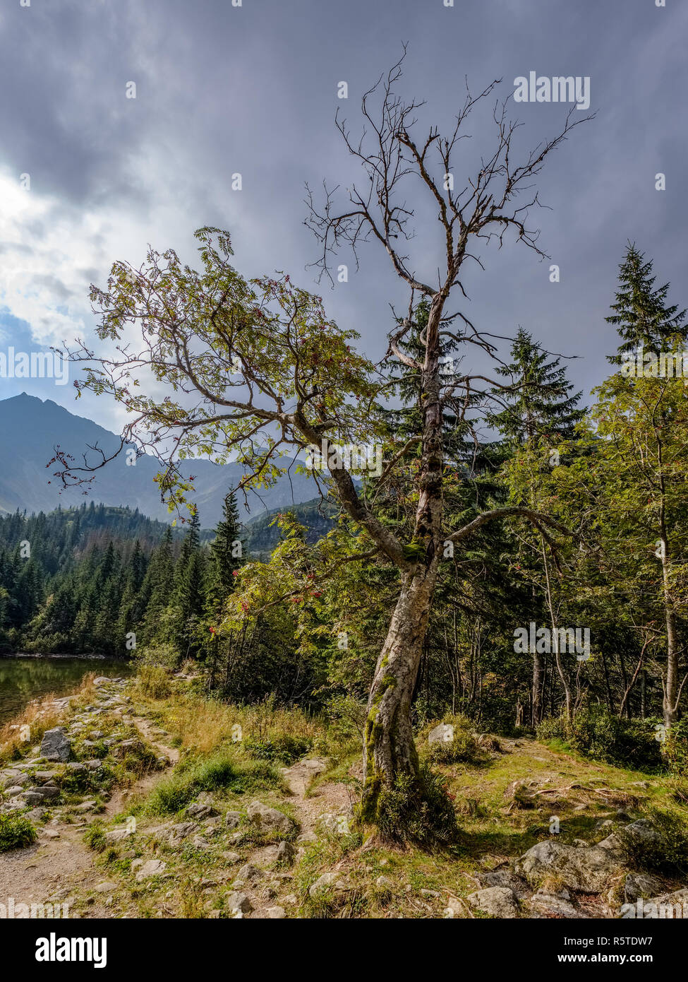 single isolated large big tree in nature environment with huge trunk ...