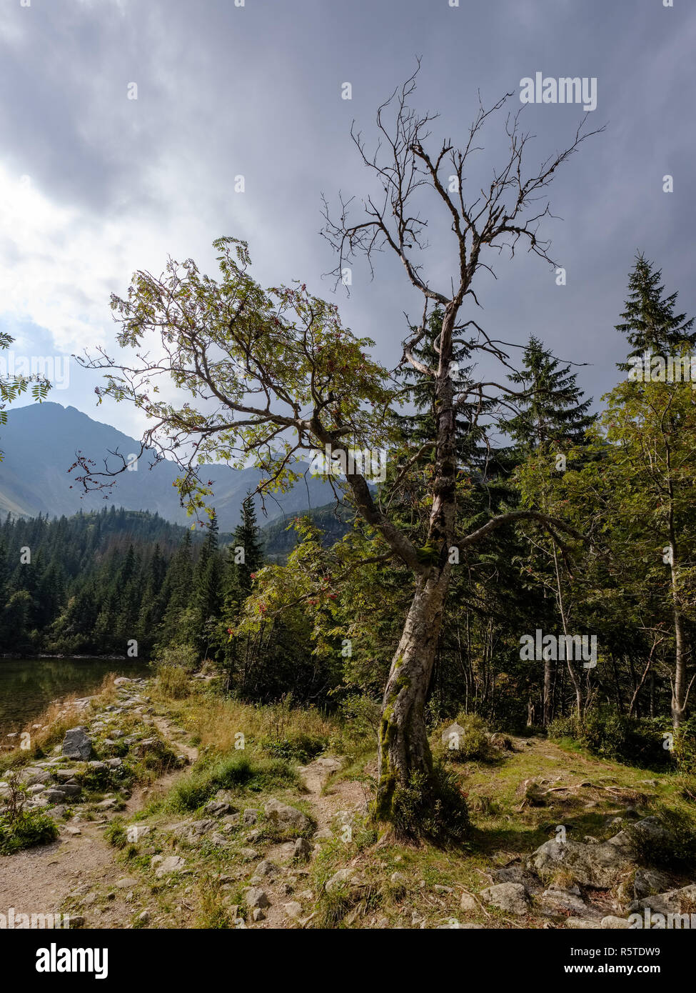 single isolated large big tree in nature environment with huge trunk ...