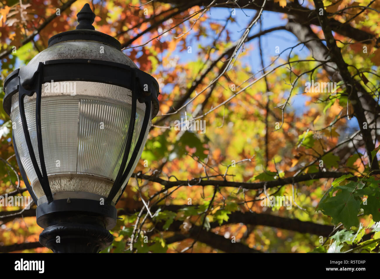 Street light with autumn leaves in background Stock Photo - Alamy