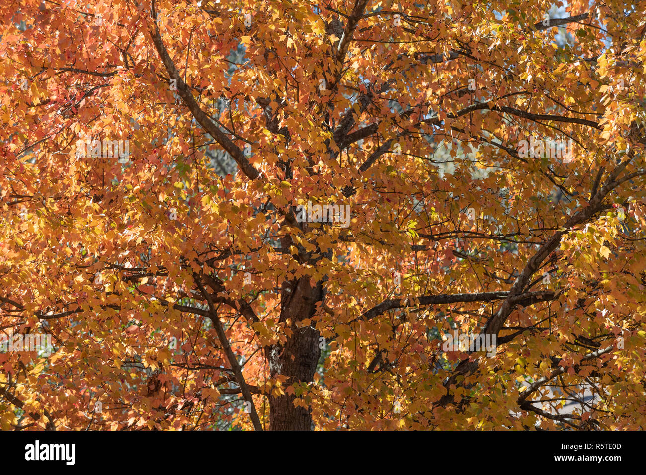 Sunny weather tree hi-res stock photography and images - Alamy
