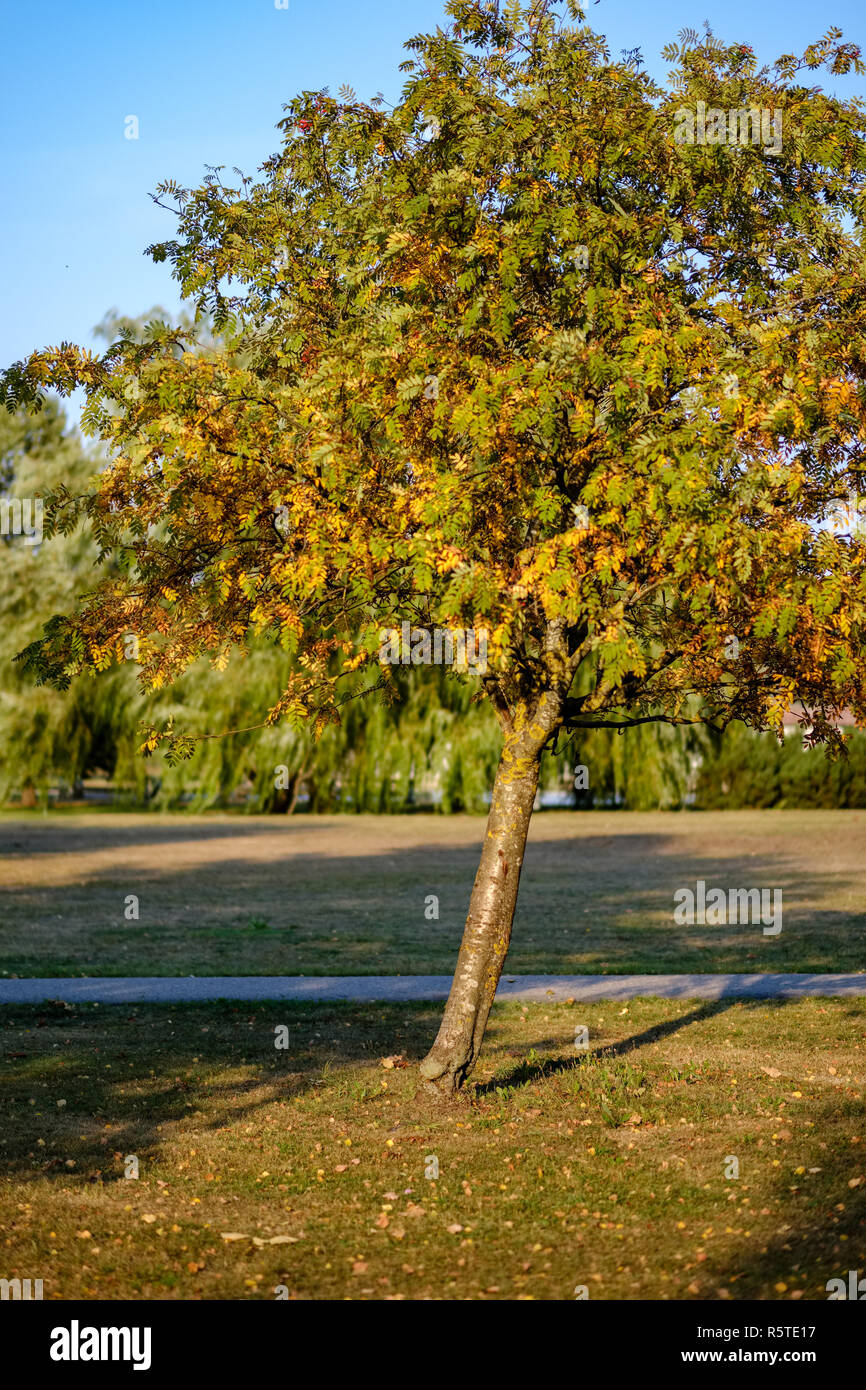 single isolated large big tree in nature environment with huge trunk ...