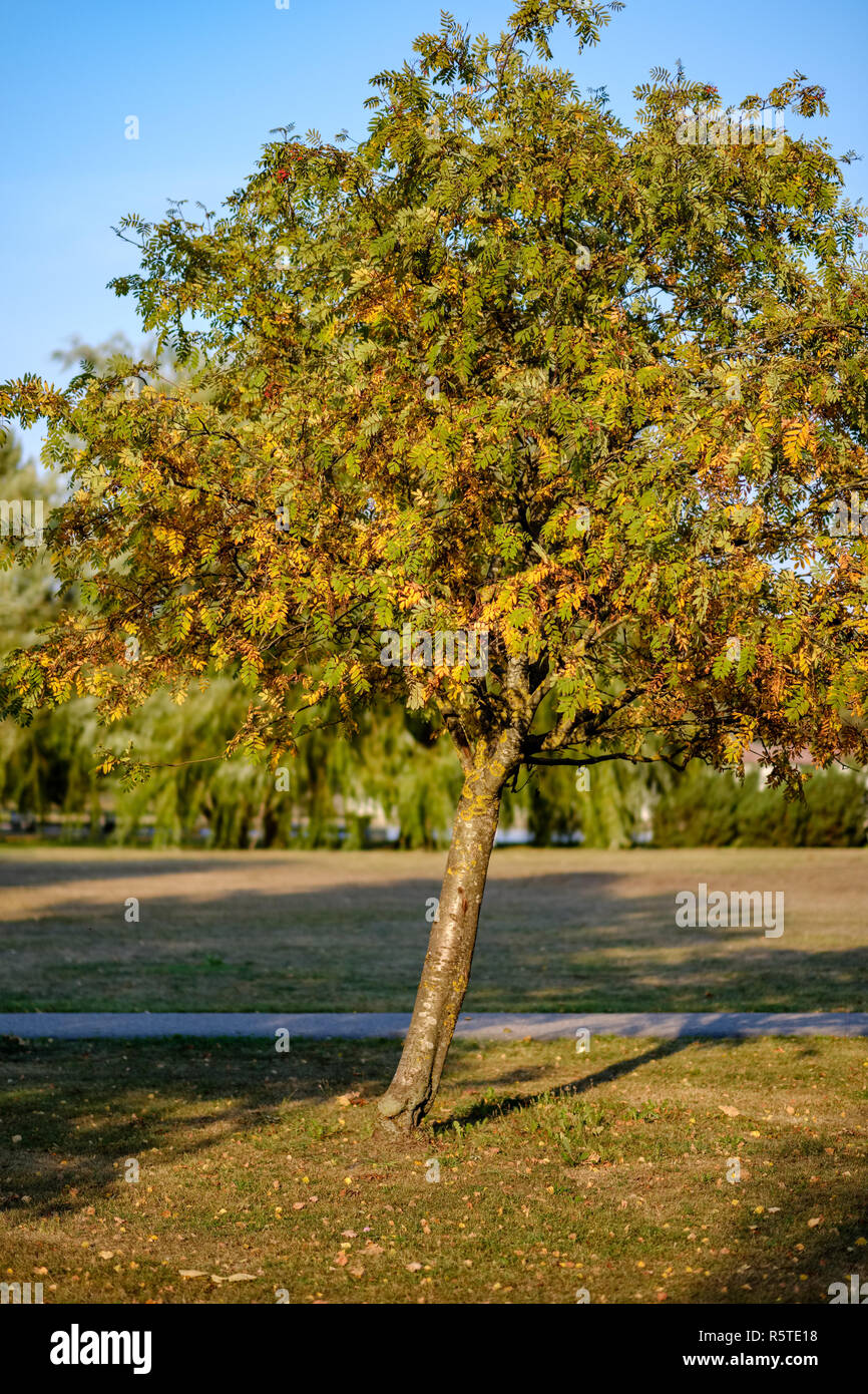 single isolated large big tree in nature environment with huge trunk ...