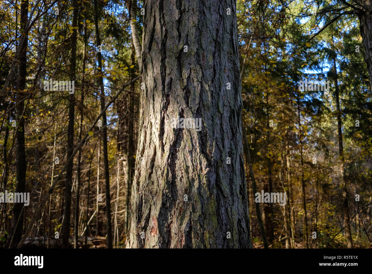 single isolated large big tree in nature environment with huge trunk ...