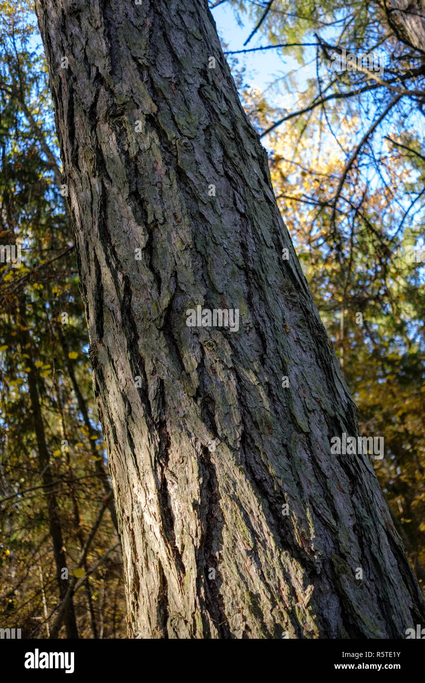 single isolated large big tree in nature environment with huge trunk ...